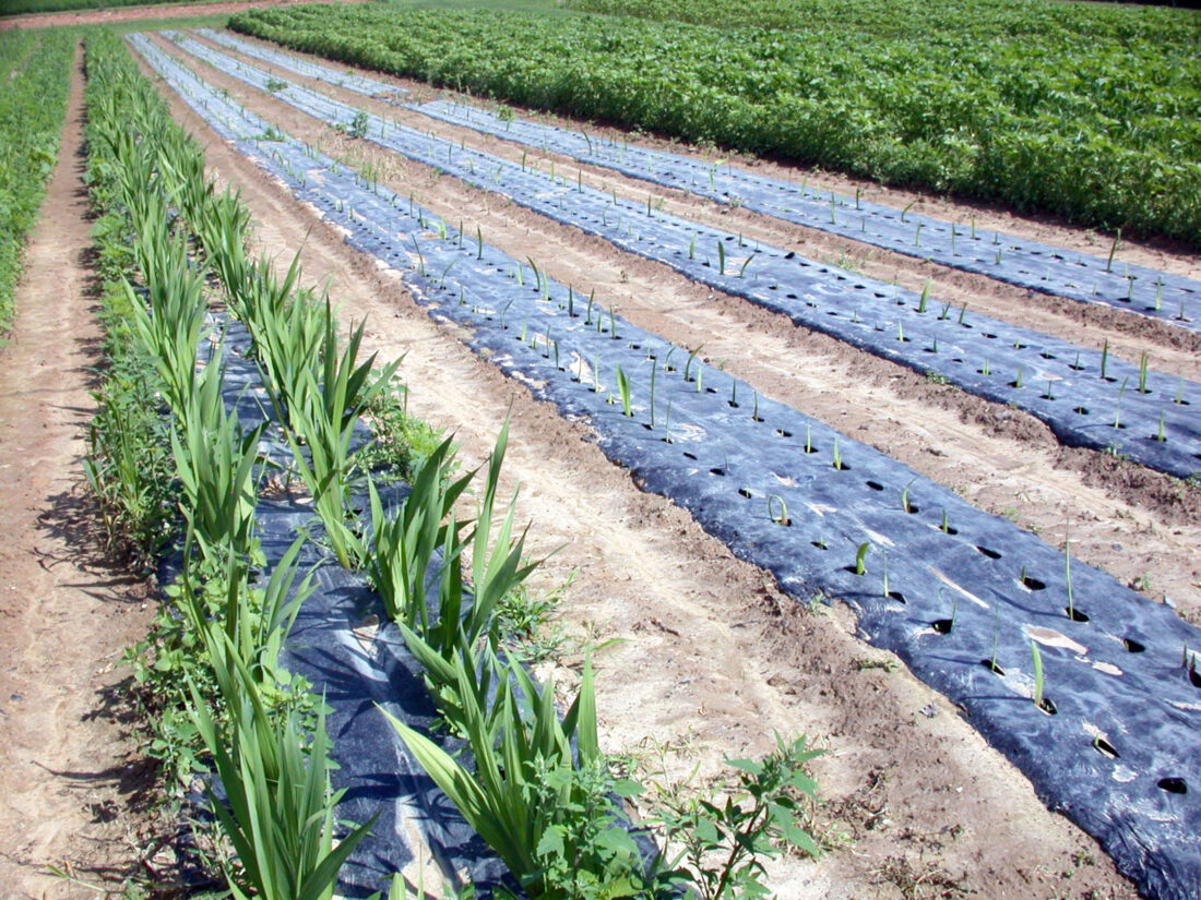 Annual growing systems for cut flowers | News, Sports, Jobs - The Express